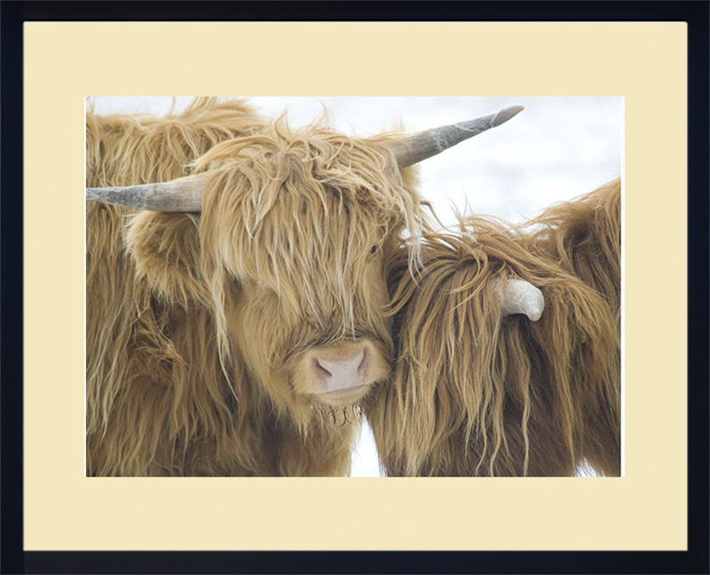 cuddle calves highland cow black frame - made in Yorkshire